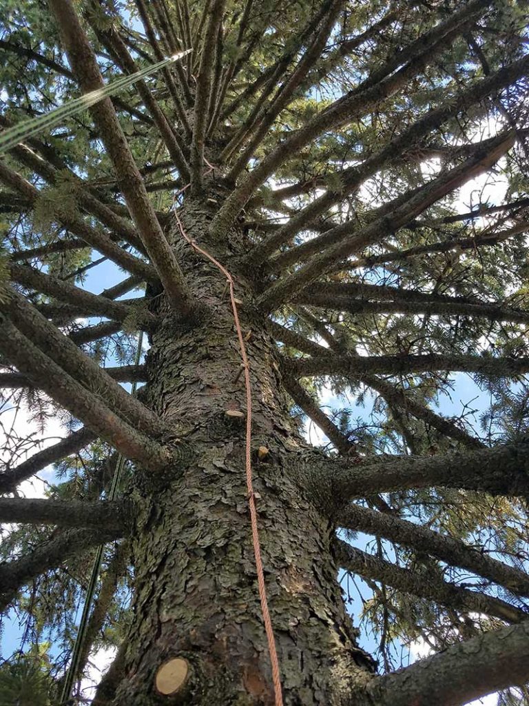 Massachusetts Tree Care - Official Tree Business